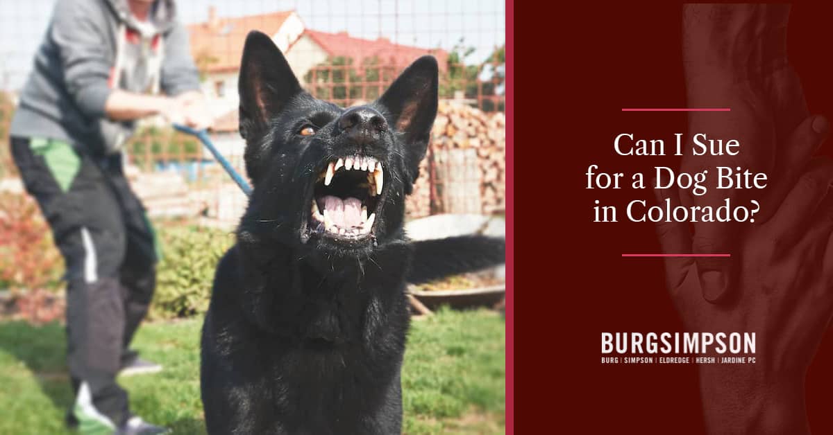 Dog Bite in Colorado: Understanding Colorado's Dog Bite Law